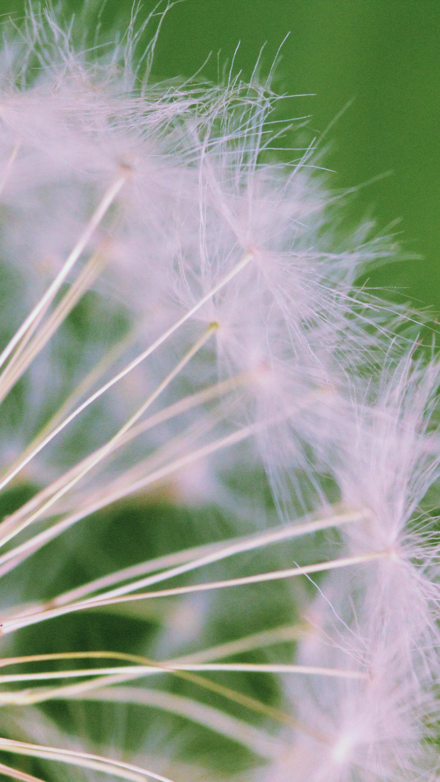 Plant fluff | wallpaper.sc SmartPhone