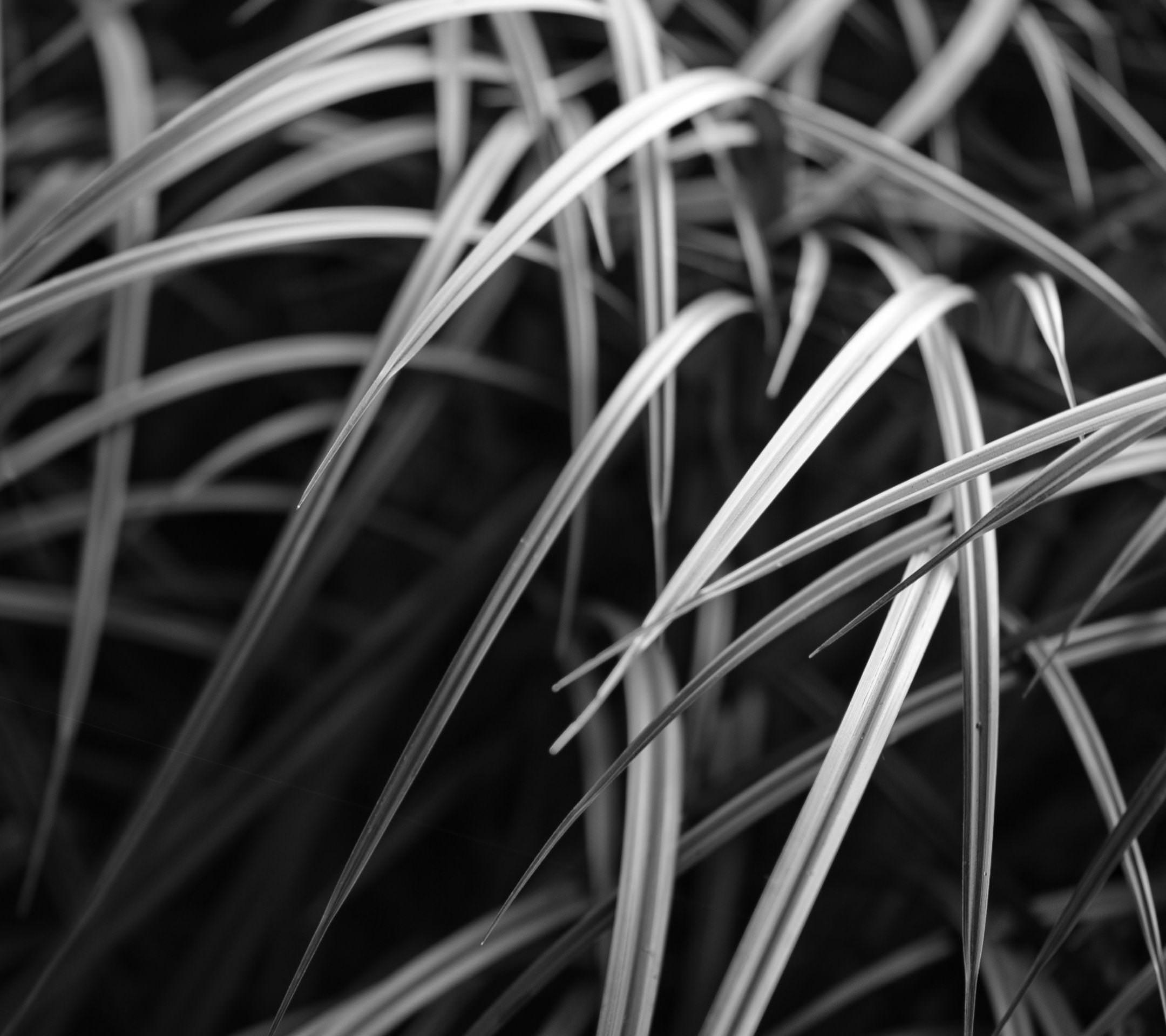 Nature monochrome | wallpaper.sc SmartPhone