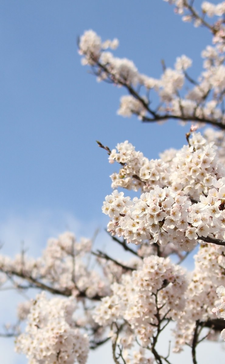 Natural cherry | wallpaper.sc iPhone4s