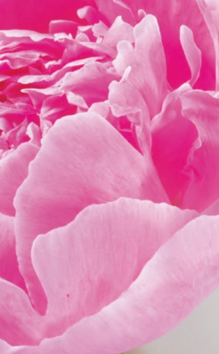 Natural flower pink | wallpaper.sc iPhone4s