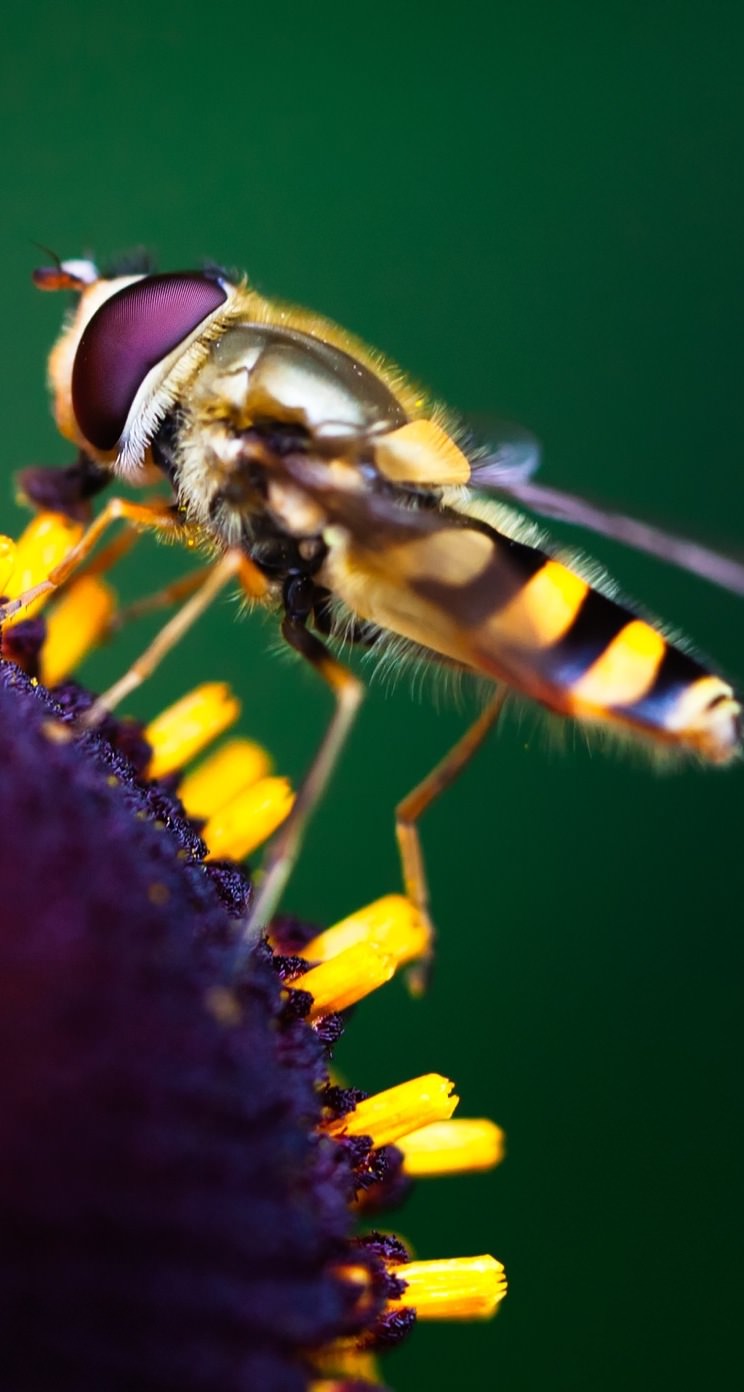 Animal insect | wallpaper.sc iPhone5s,SE