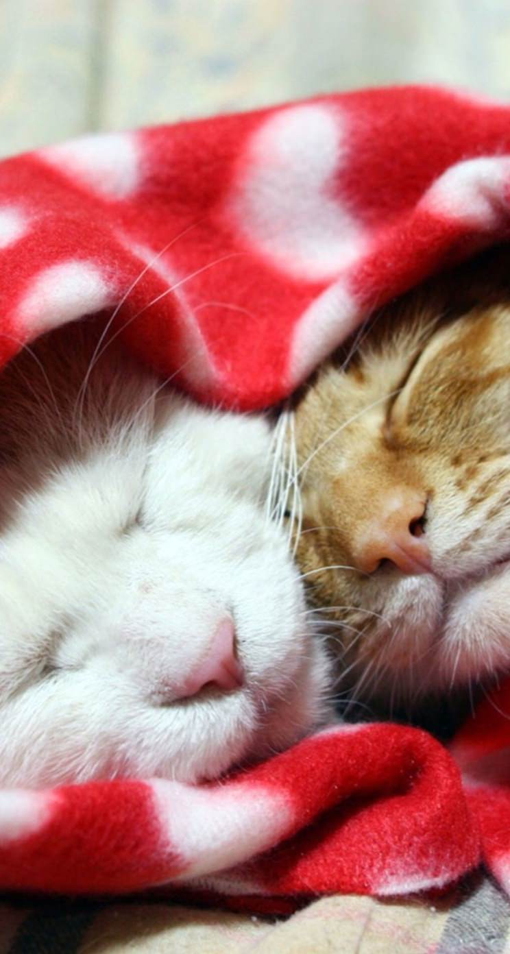 Cat nap | wallpaper.sc iPhone5s,SE