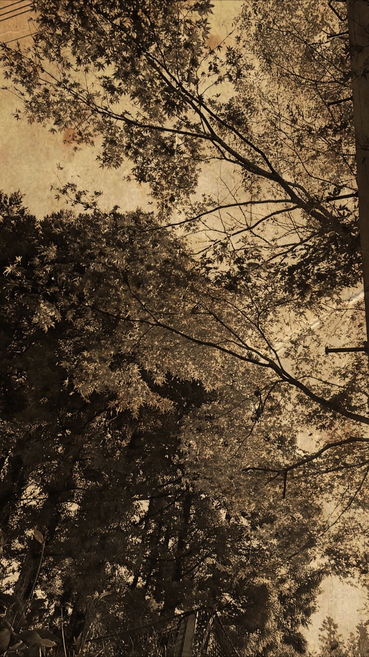 Autumn leaves sepia | wallpaper.sc iPhone6s