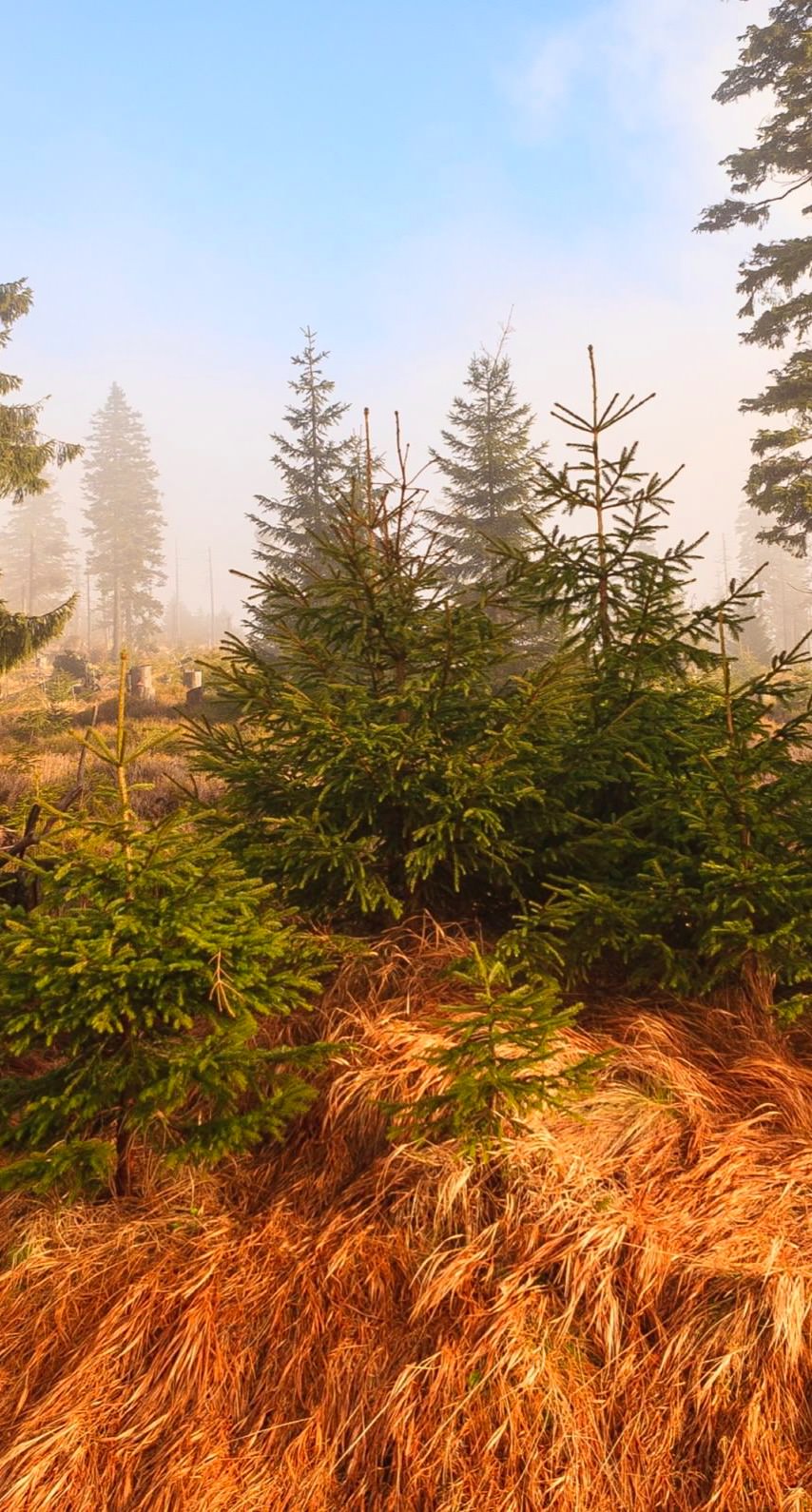 Scenery Mori green | wallpaper.sc iPhone6s