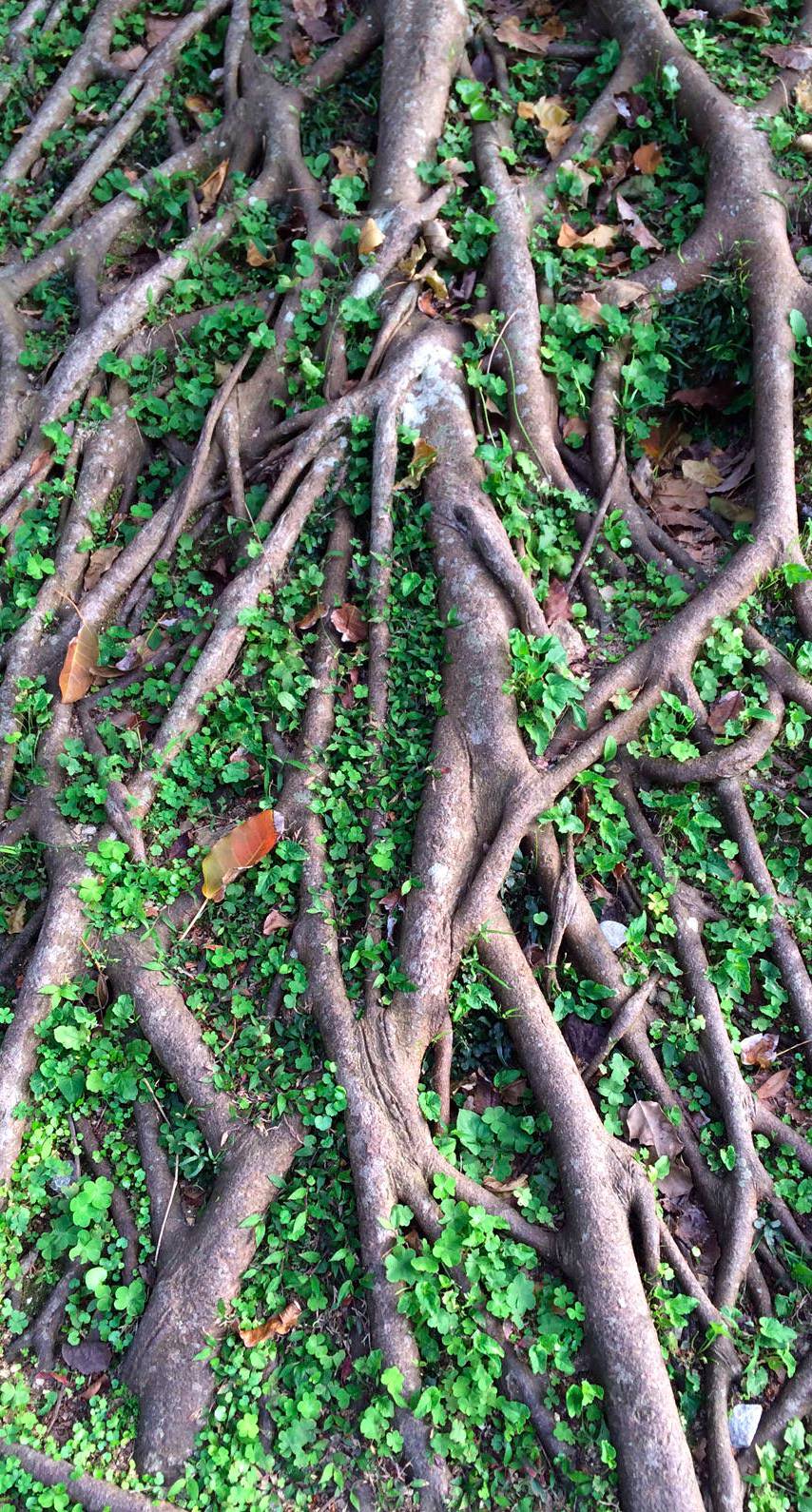 Natural green tea tree roots | wallpaper.sc iPhone6s