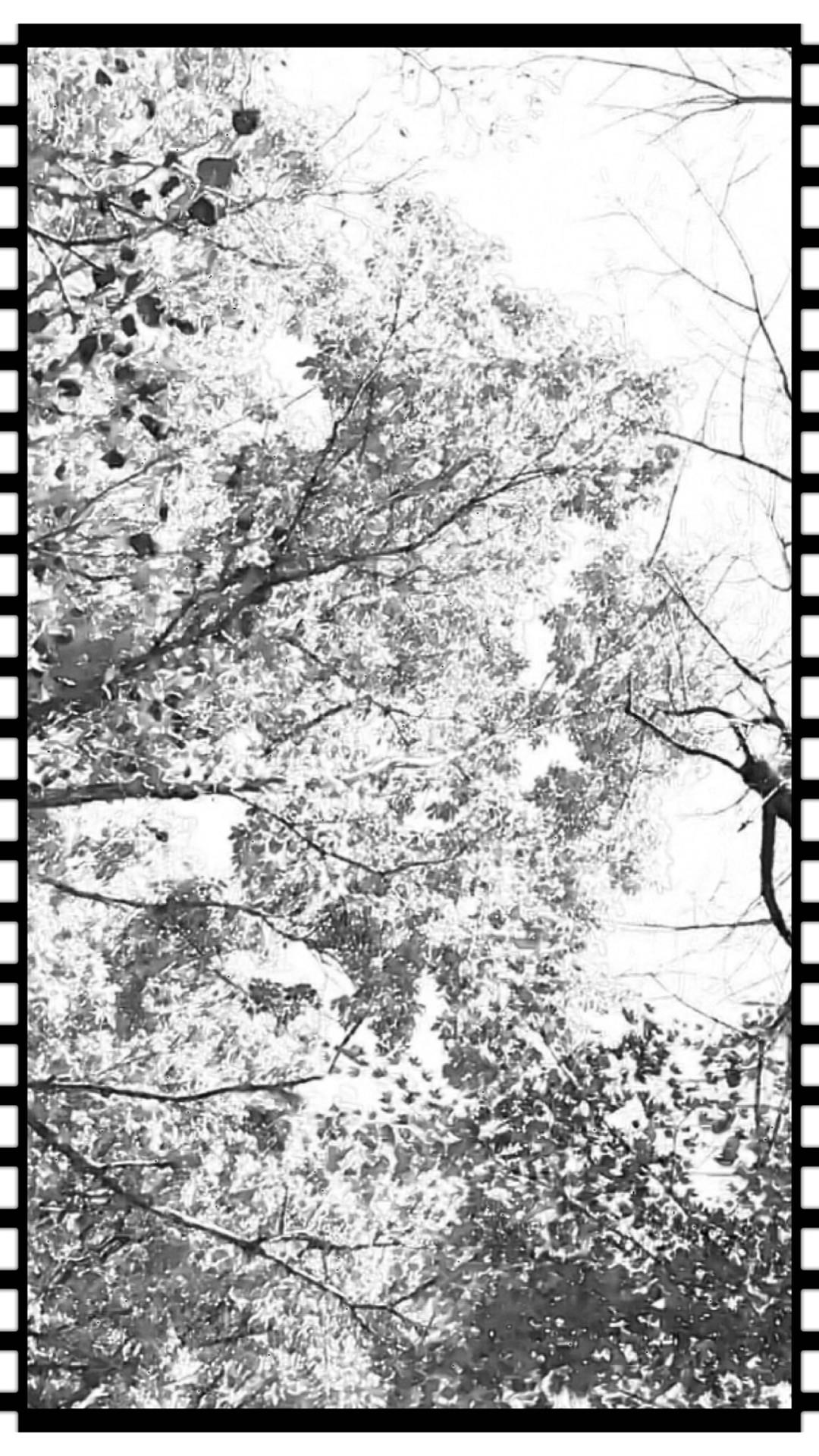 tree film | wallpaper.sc iPhone6sPlus