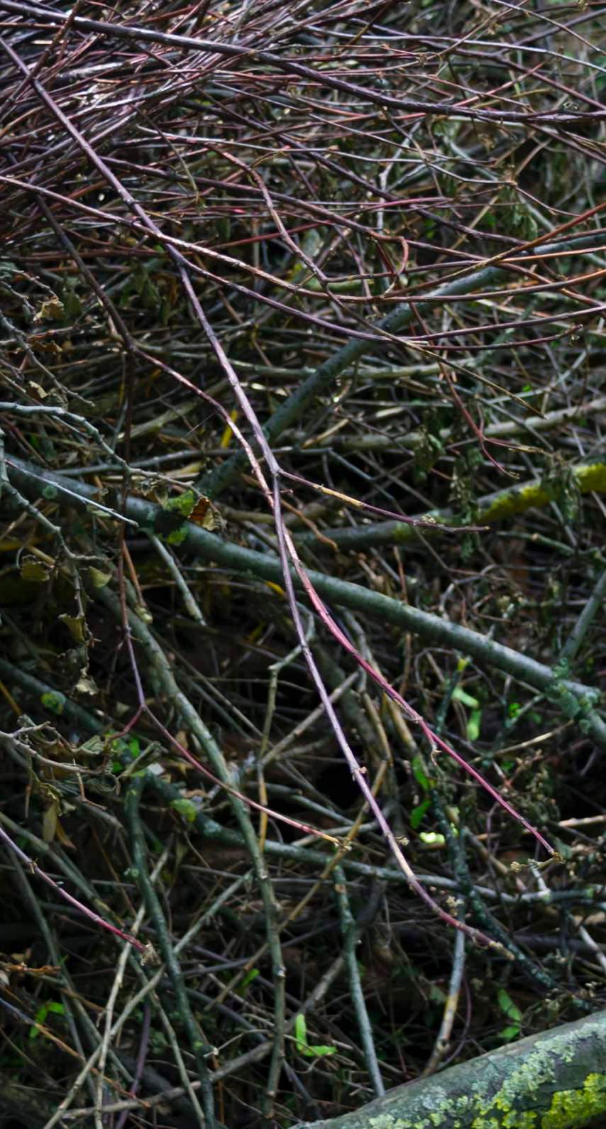 Natural Kieda | wallpaper.sc iPhone7