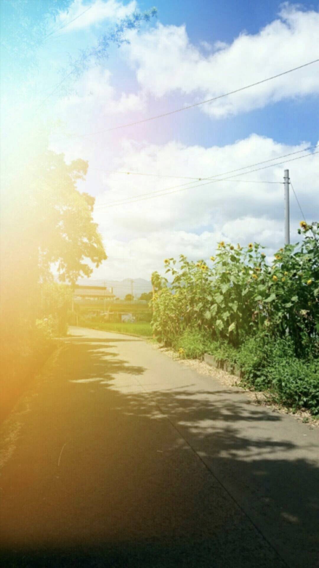 Summer Path | wallpaper.sc iPhone7Plus