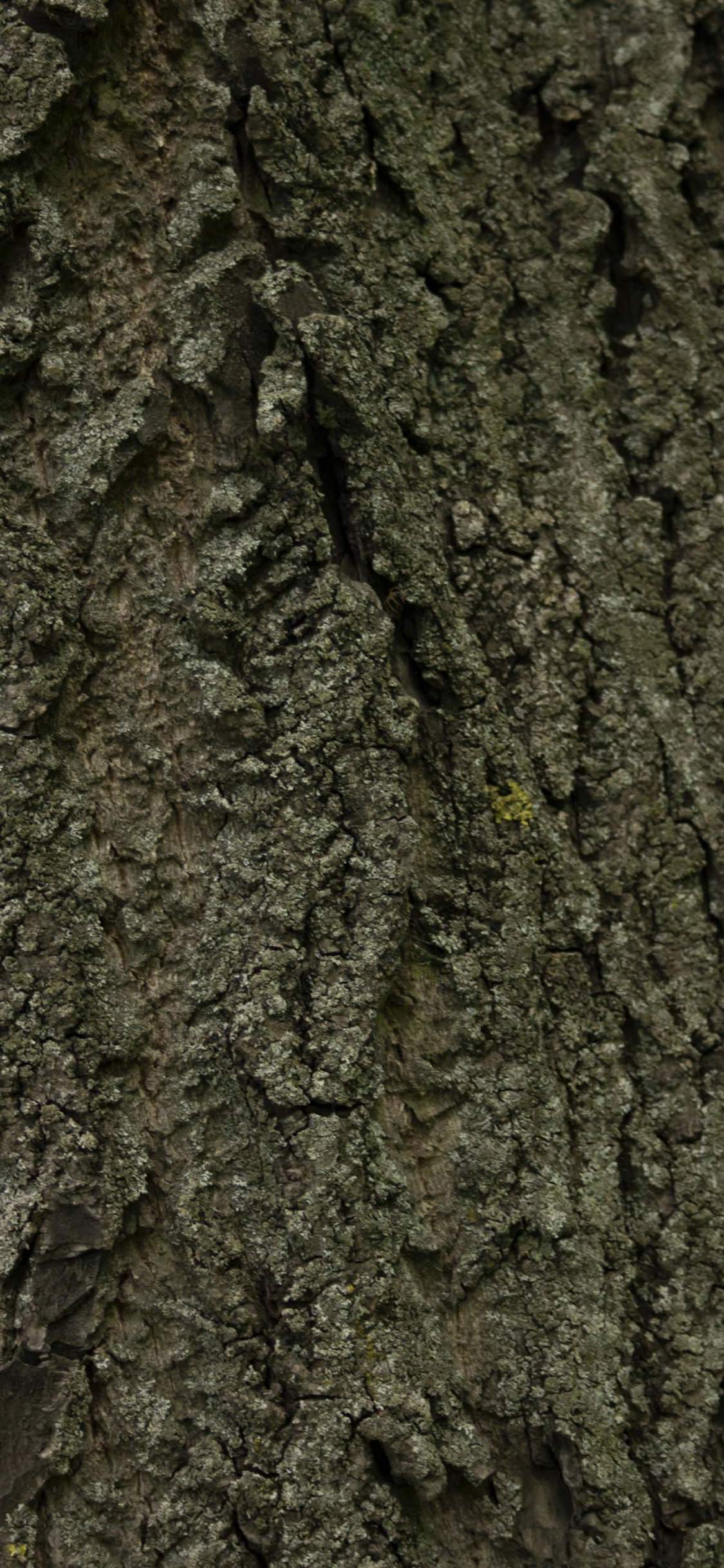 Tree moss green brown | wallpaper.sc iPhoneXS
