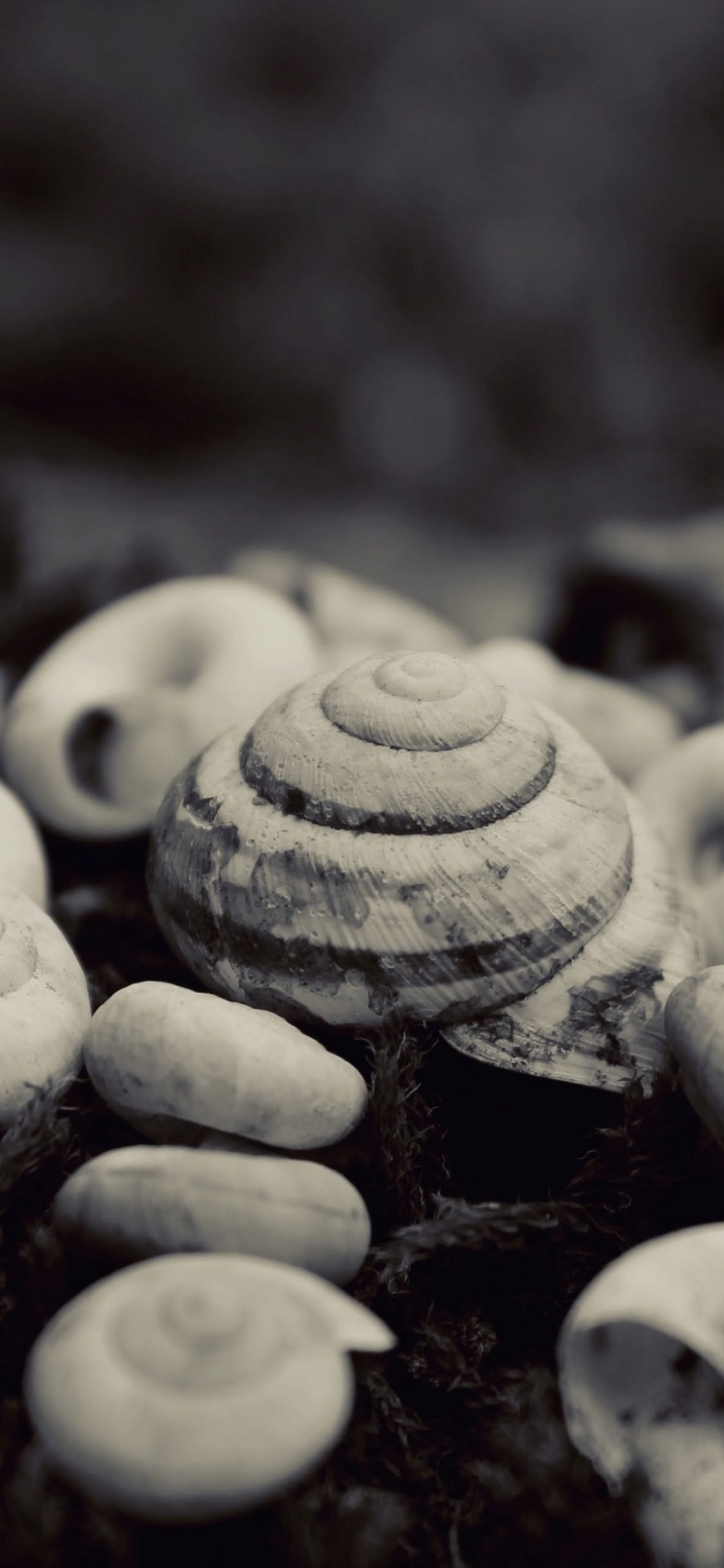 Seashell wind | wallpaper.sc iPhoneXS