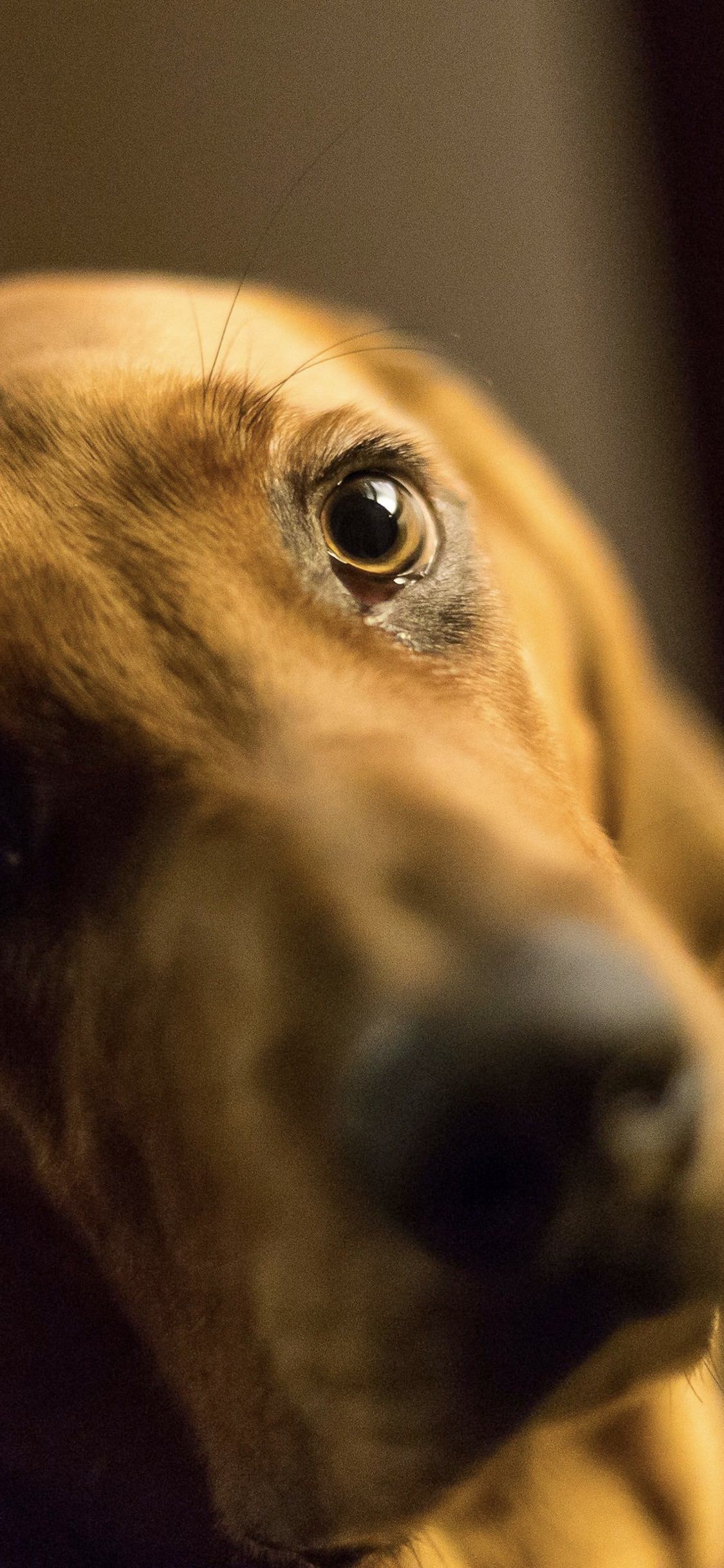 Animal dog brown | wallpaper.sc iPhoneXS