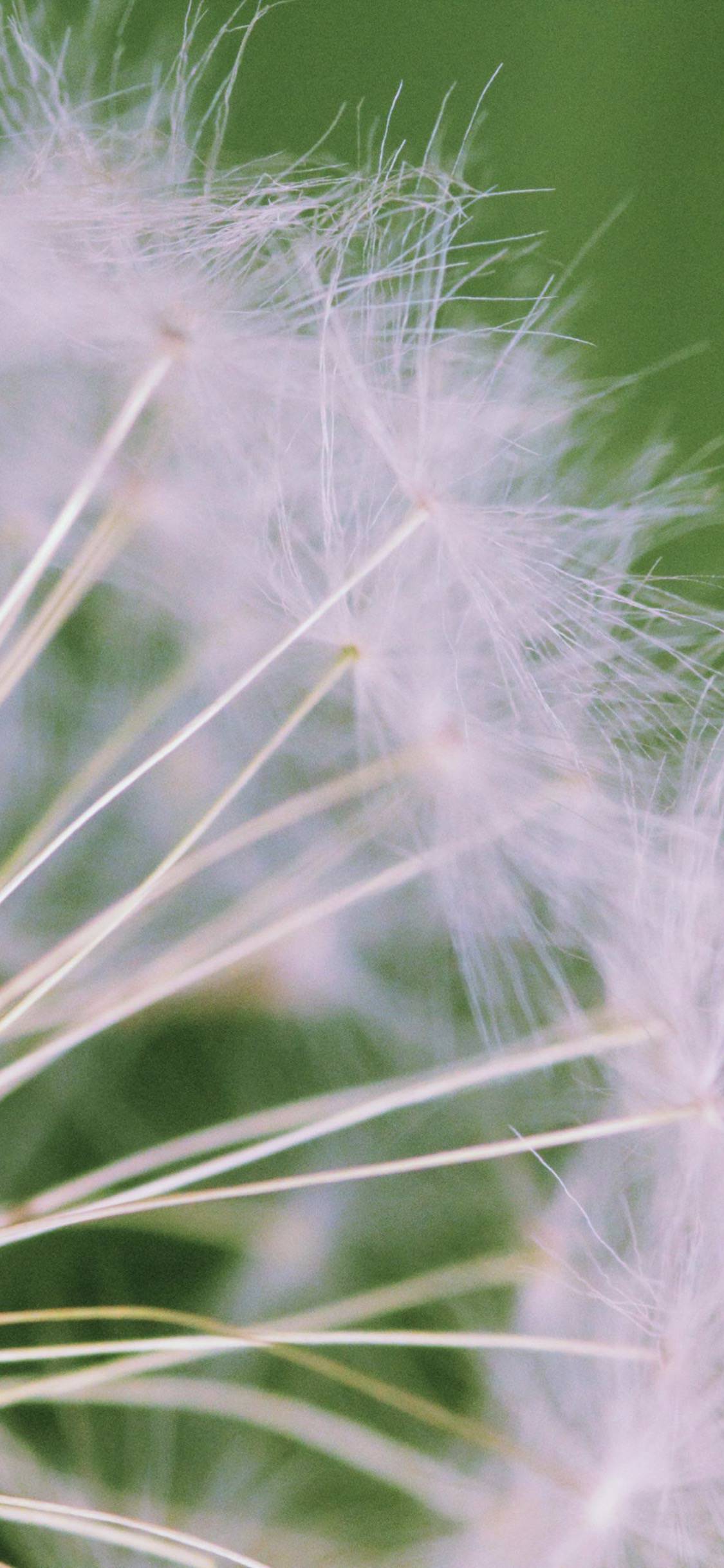 Plant fluff | wallpaper.sc iPhoneXS