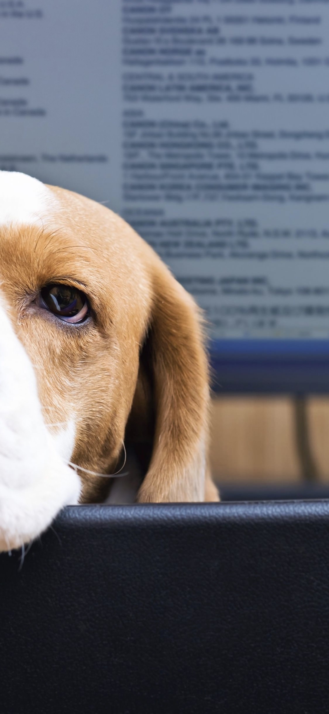 Animal dog | wallpaper.sc iPhoneXS