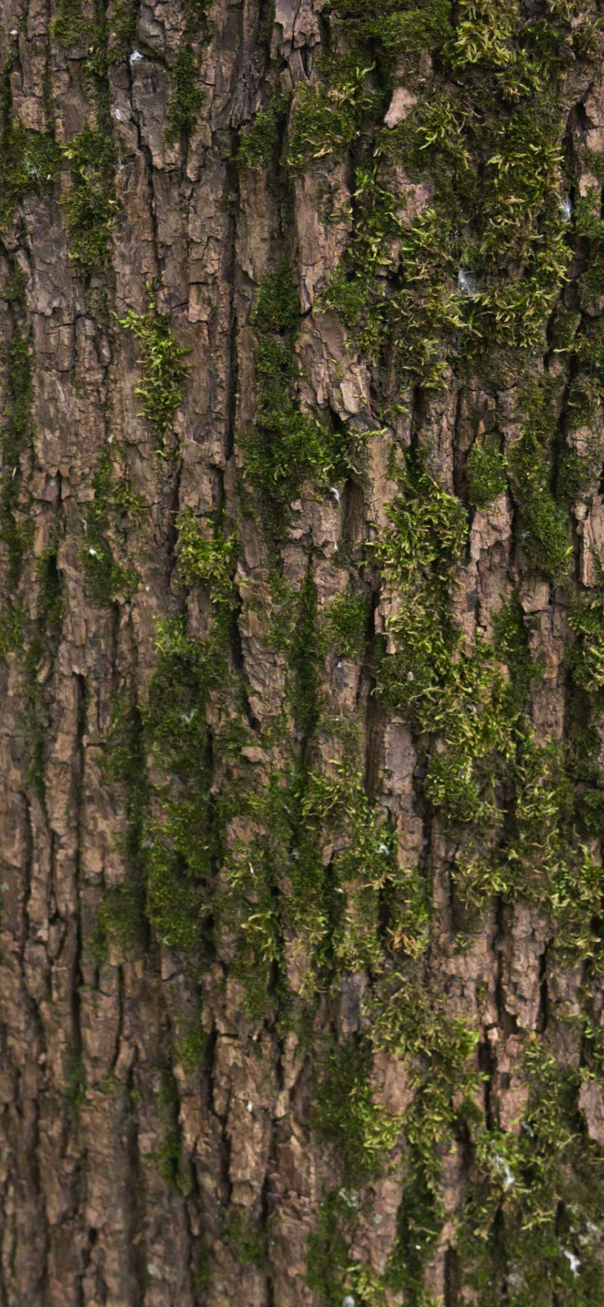 Tree moss green brown | wallpaper.sc iPhone XS Max