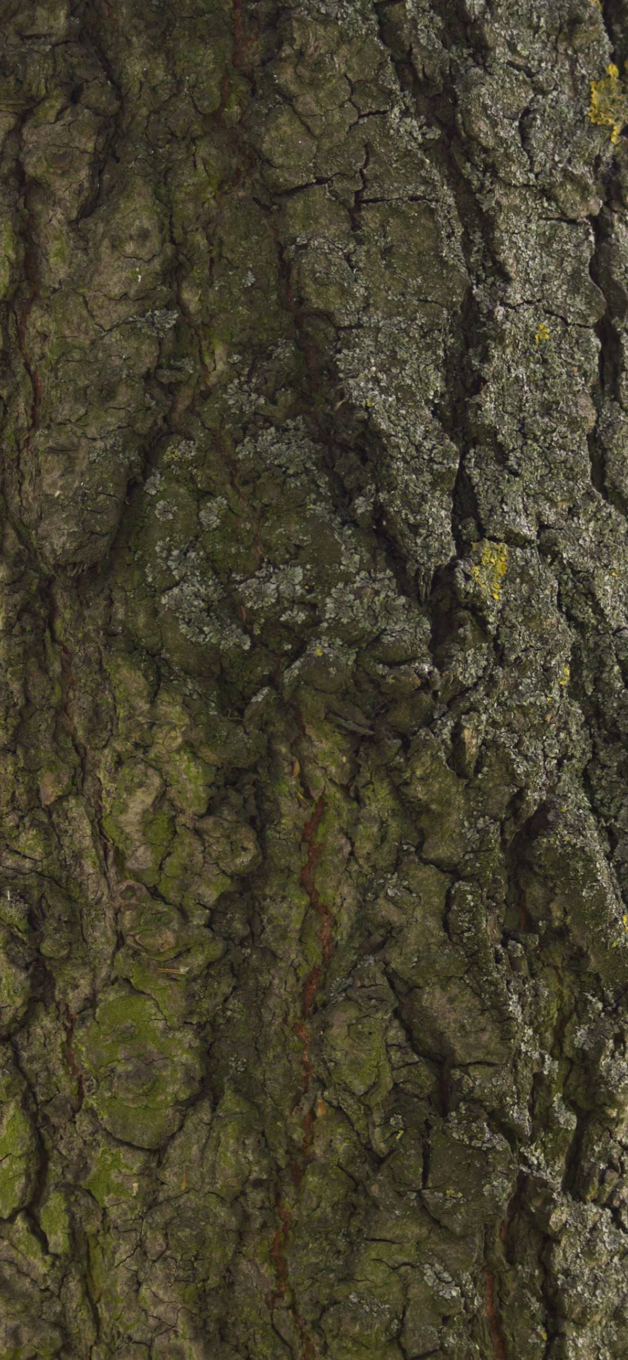 Tree moss green brown | wallpaper.sc iPhone XS Max