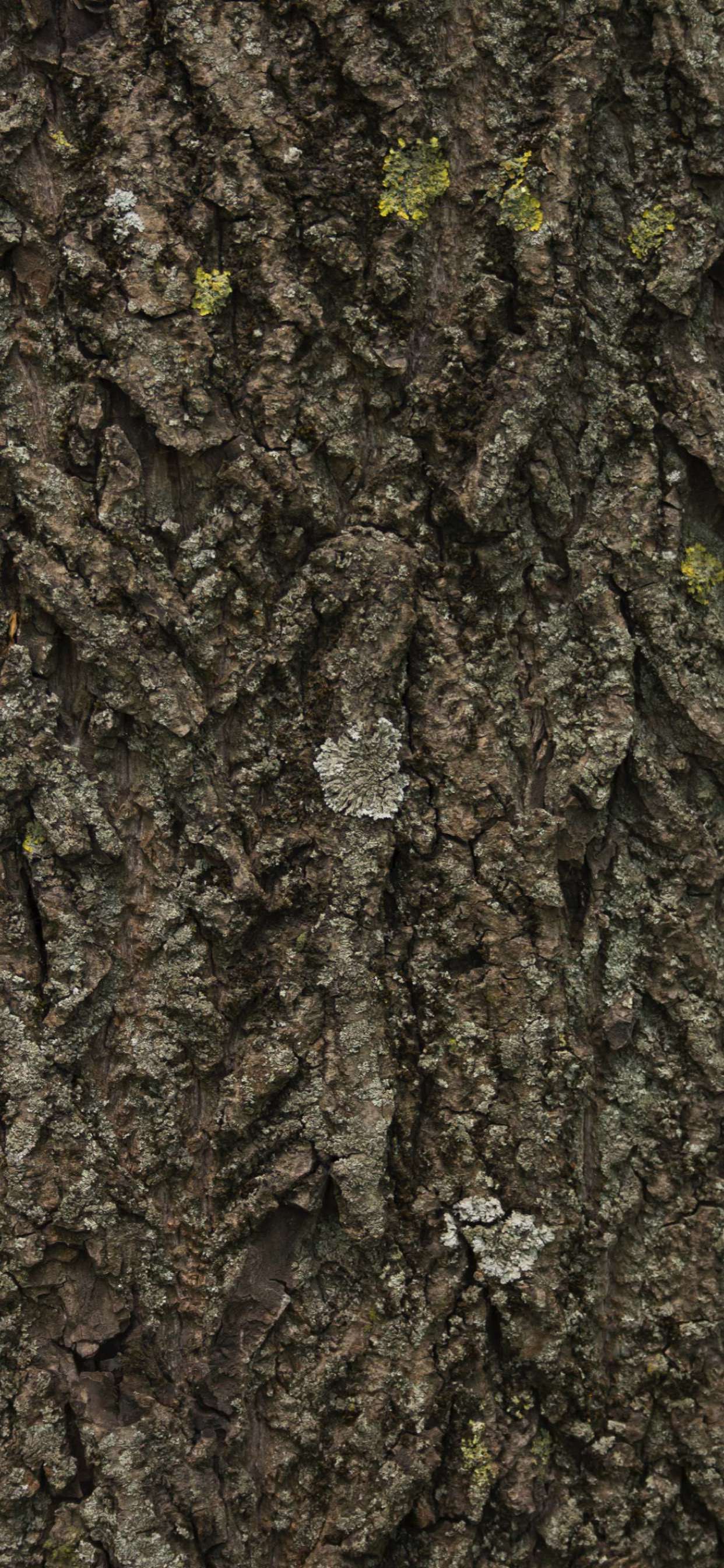 Tree moss green brown | wallpaper.sc iPhone XS Max