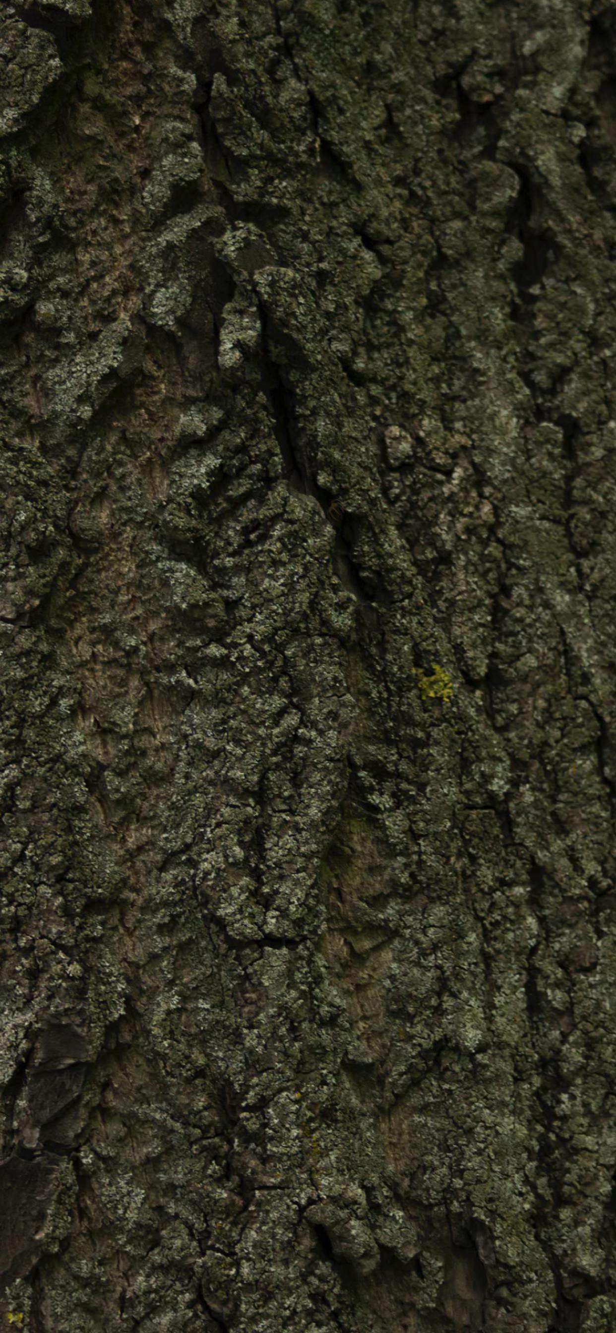 Tree moss green brown | wallpaper.sc iPhone XS Max
