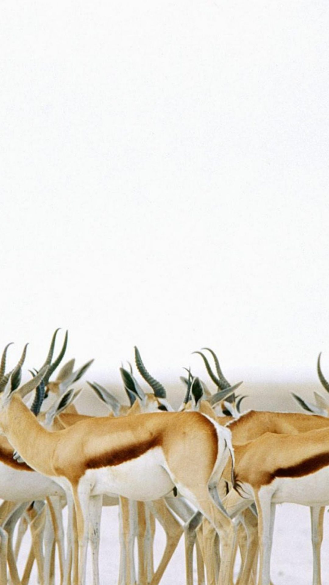 Shika blanco Animal | wallpaper.sc Android