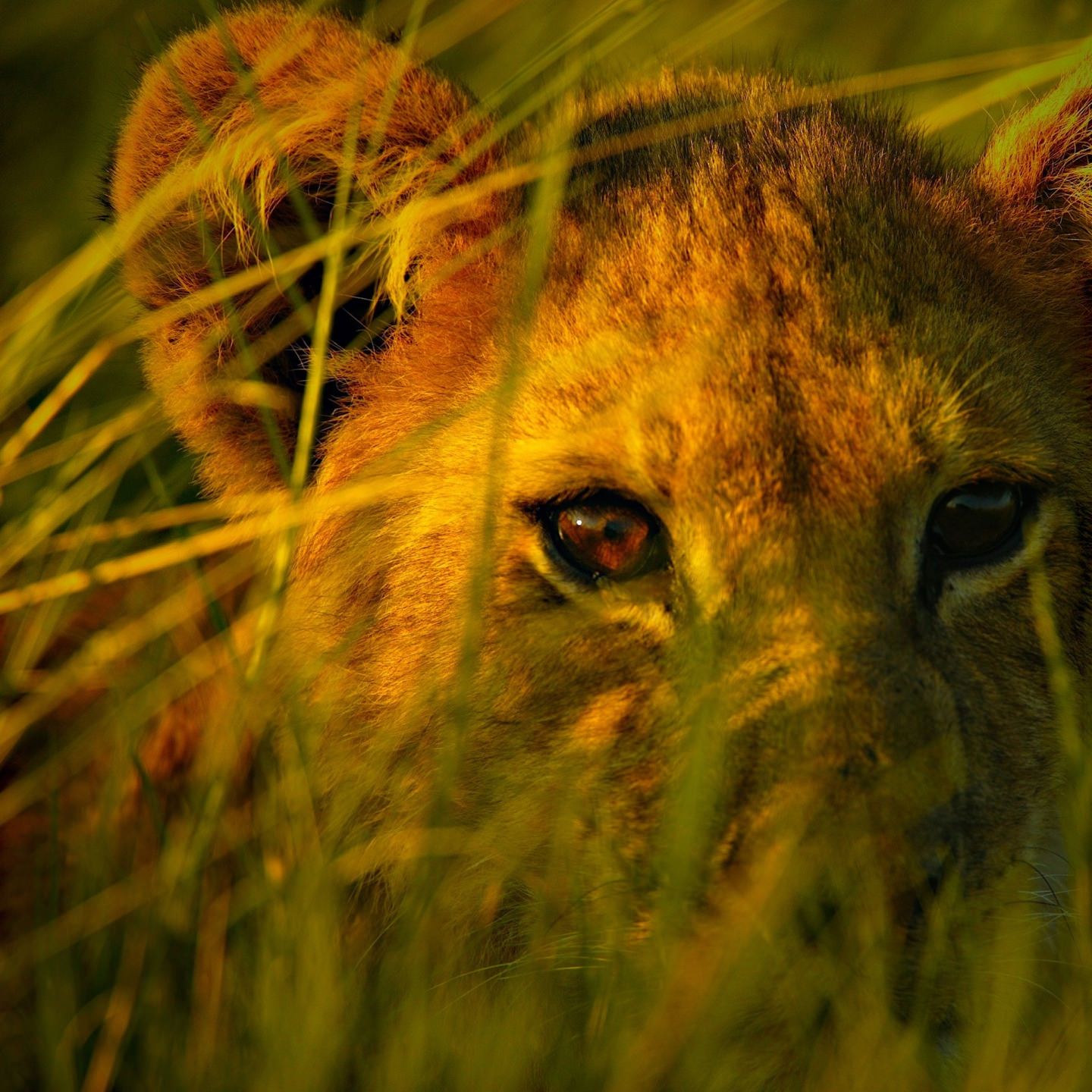 león verde animal | wallpaper.sc Android