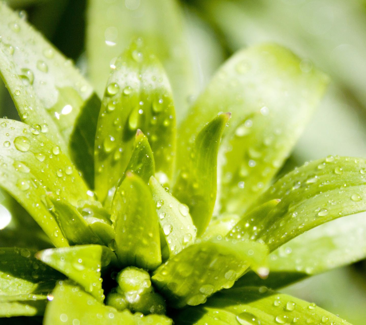 verde césped natural | wallpaper.sc Android