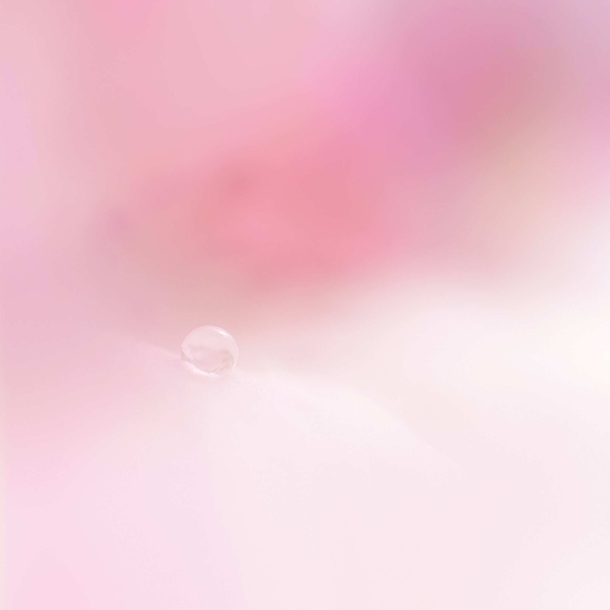 Flor natural de color rosa | wallpaper.sc iPad Tablet