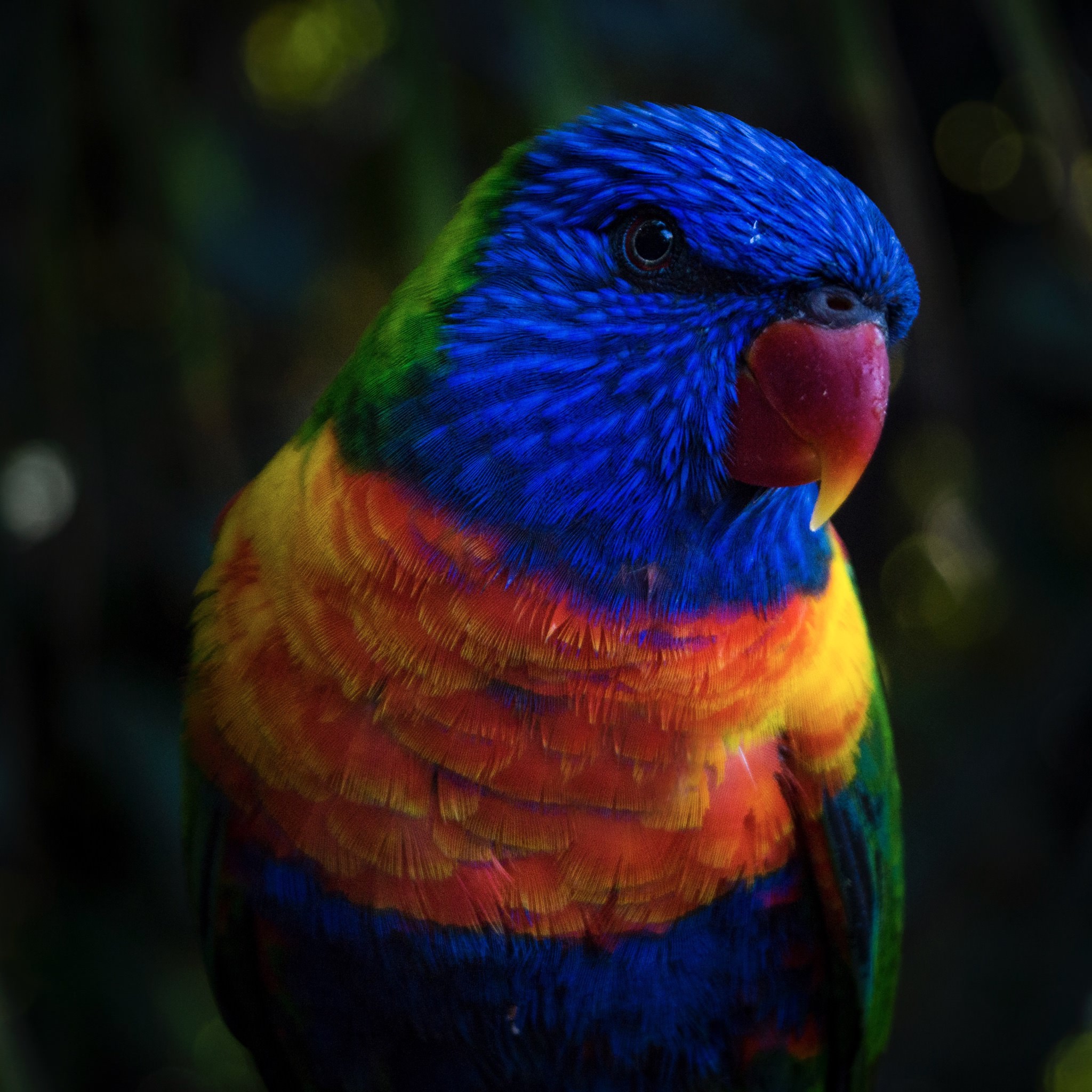 Pájaro colorido animal azul | wallpaper.sc iPad Tablet