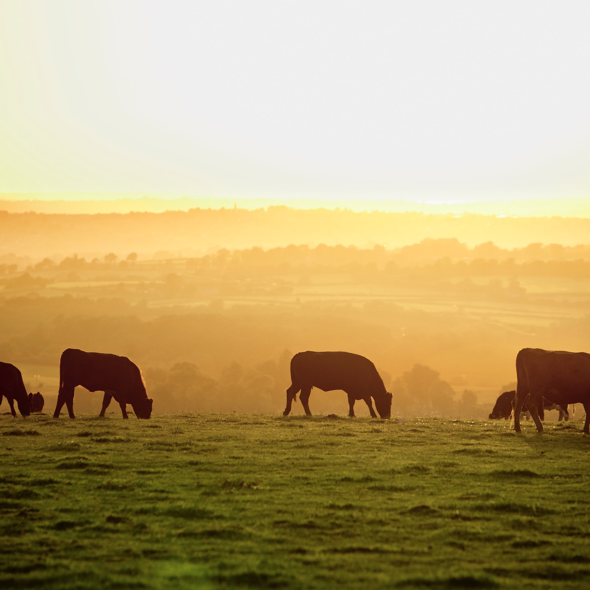 Paisaje verde animal | wallpaper.sc iPad Tablet