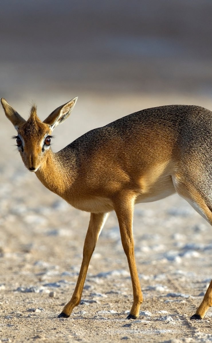 Venado animal | wallpaper.sc iPhone4s,4