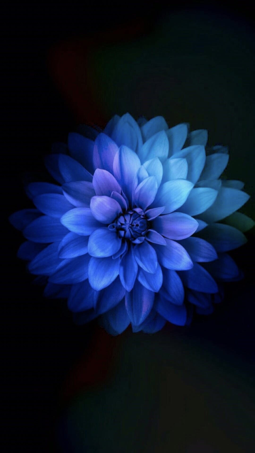 Bunga Biru | wallpaper.sc Android