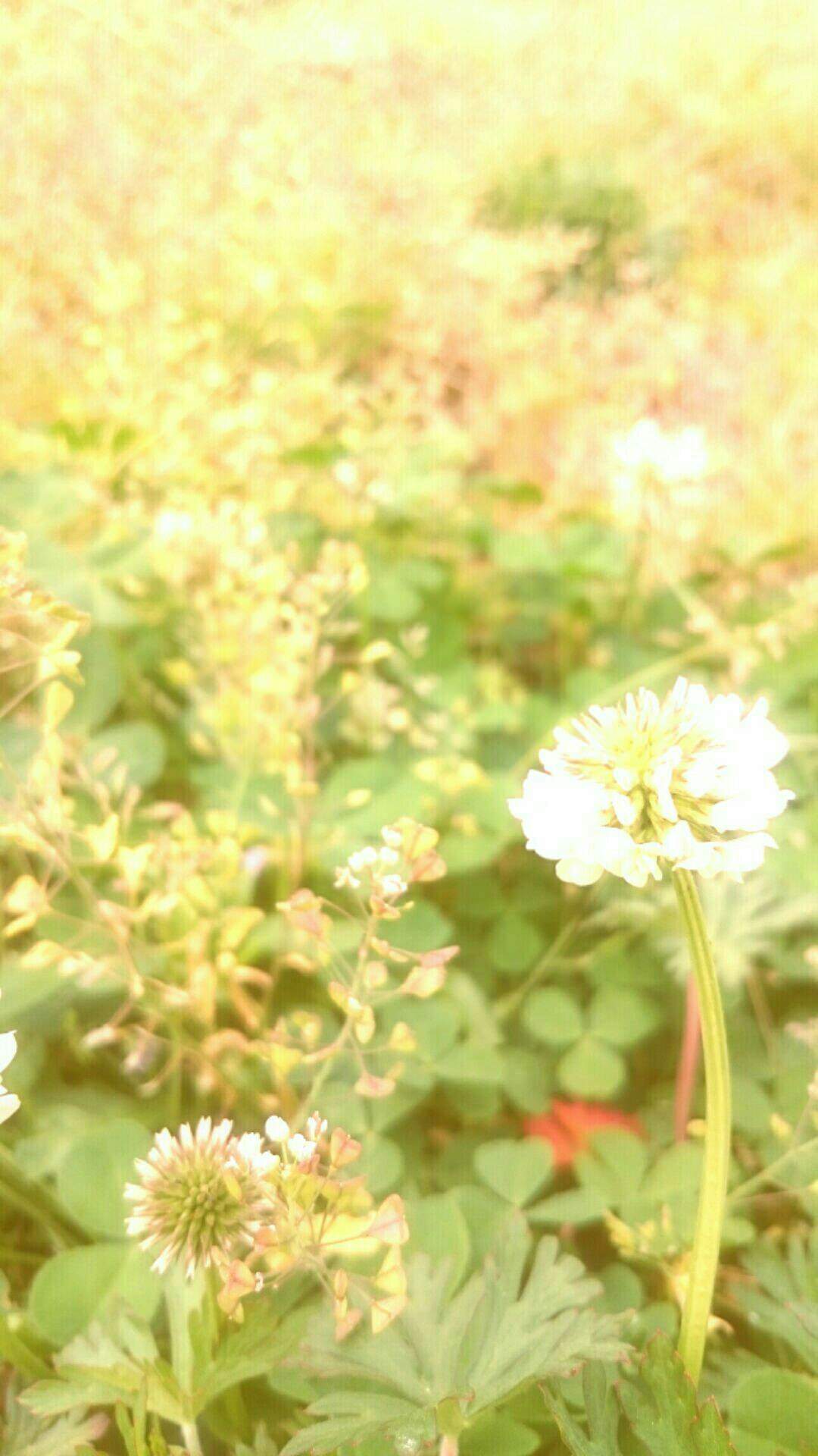 Bunga semanggi putih | wallpaper.sc Android