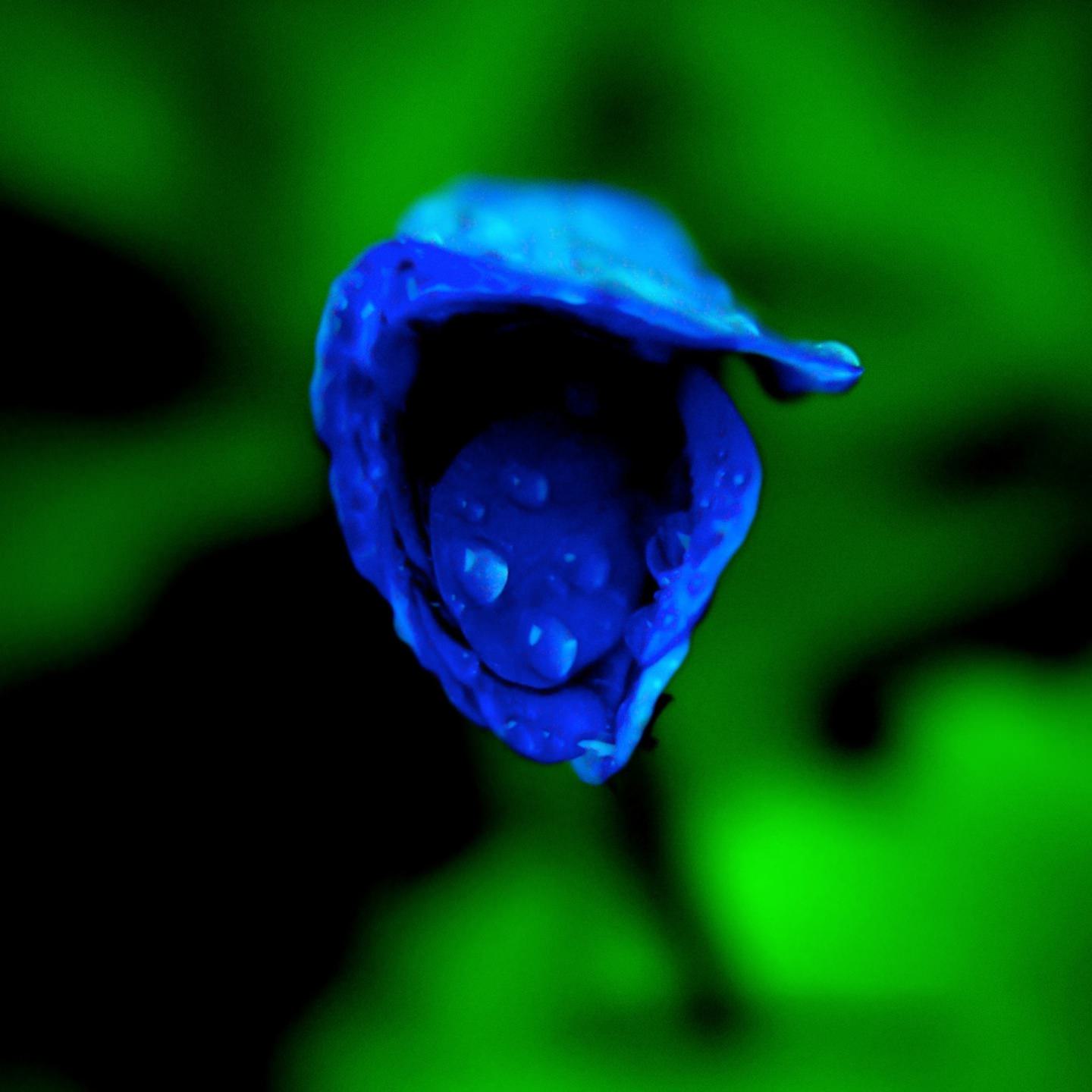 Daun alam hijau blur biru | wallpaper.sc Android