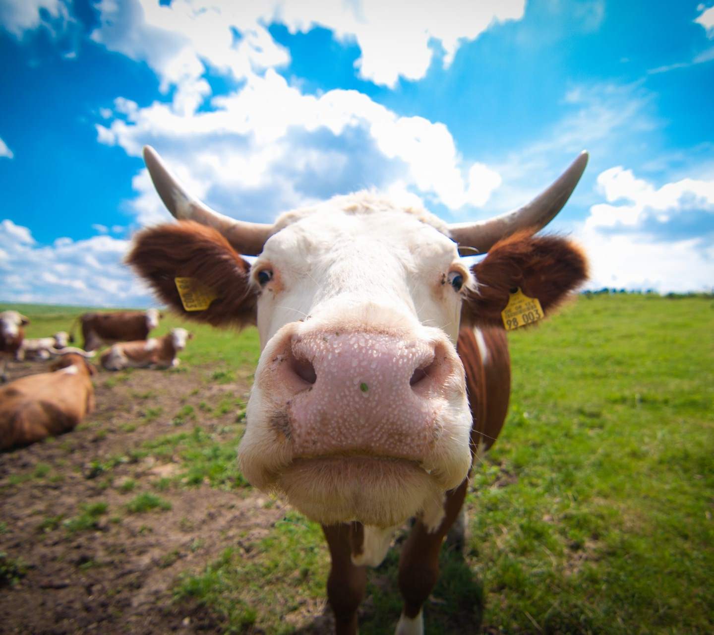 sapi hewan | wallpaper.sc Android