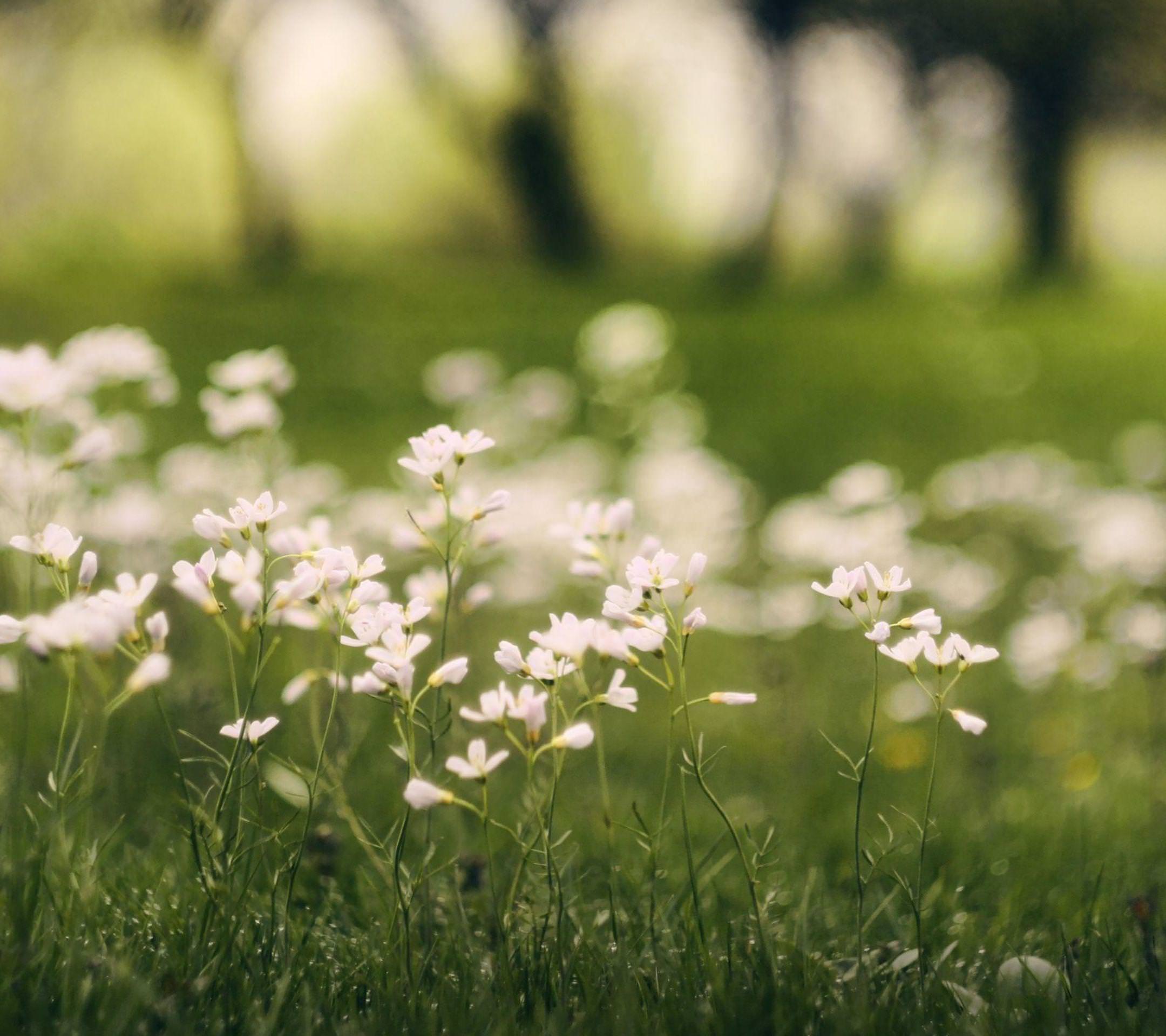 bunga alam hijau putih | wallpaper.sc Android