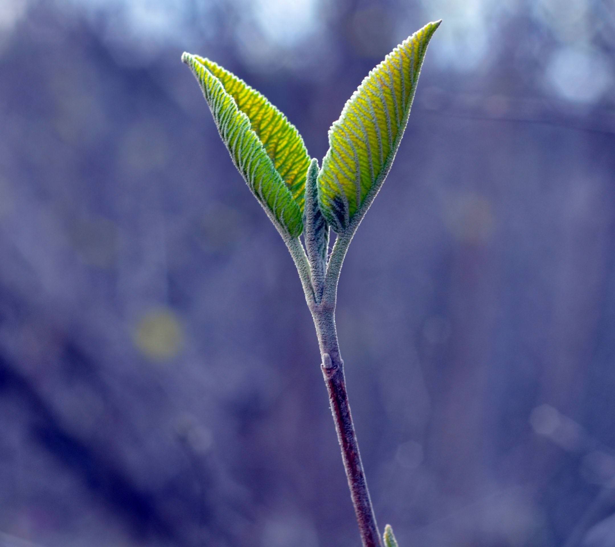 Daun alam hijau blur biru | wallpaper.sc Android