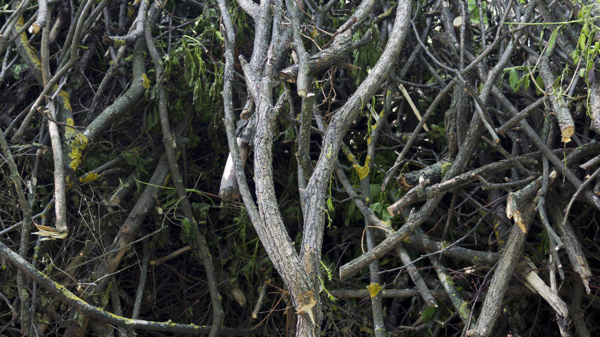 pohon alami lanskap | wallpaper.sc Desktop