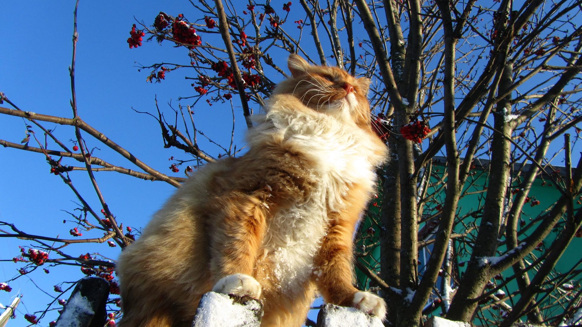 kucing hewan | wallpaper.sc Desktop