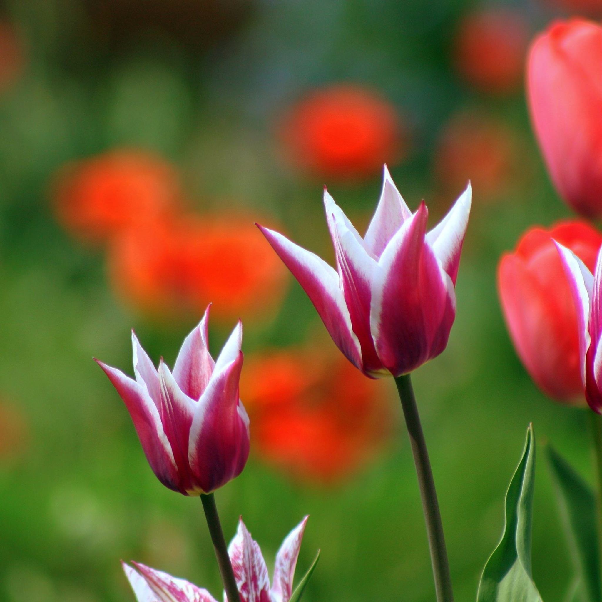 merah bunga alami | wallpaper.sc iPad Tablet