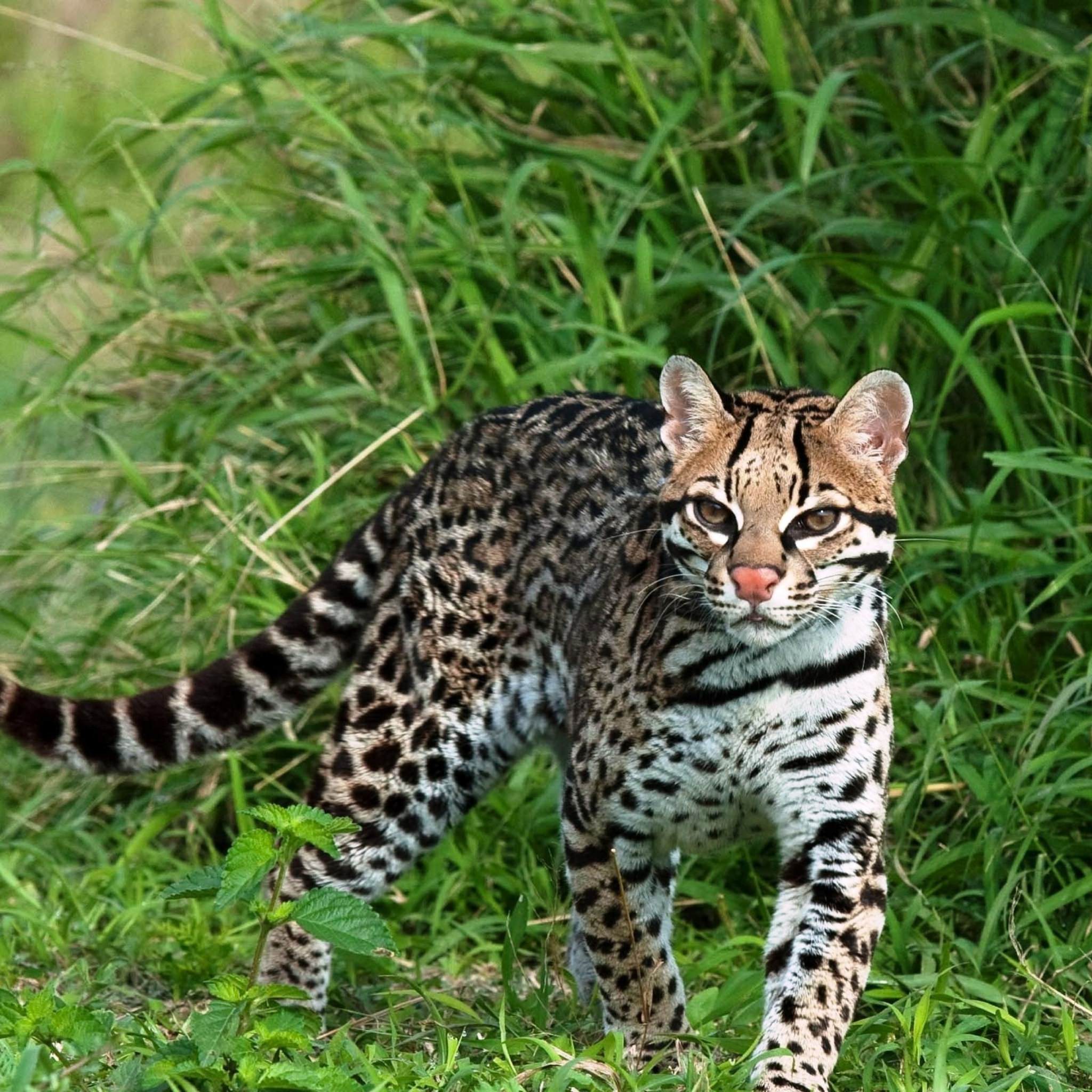 Kucing garong | wallpaper.sc iPad Tablet