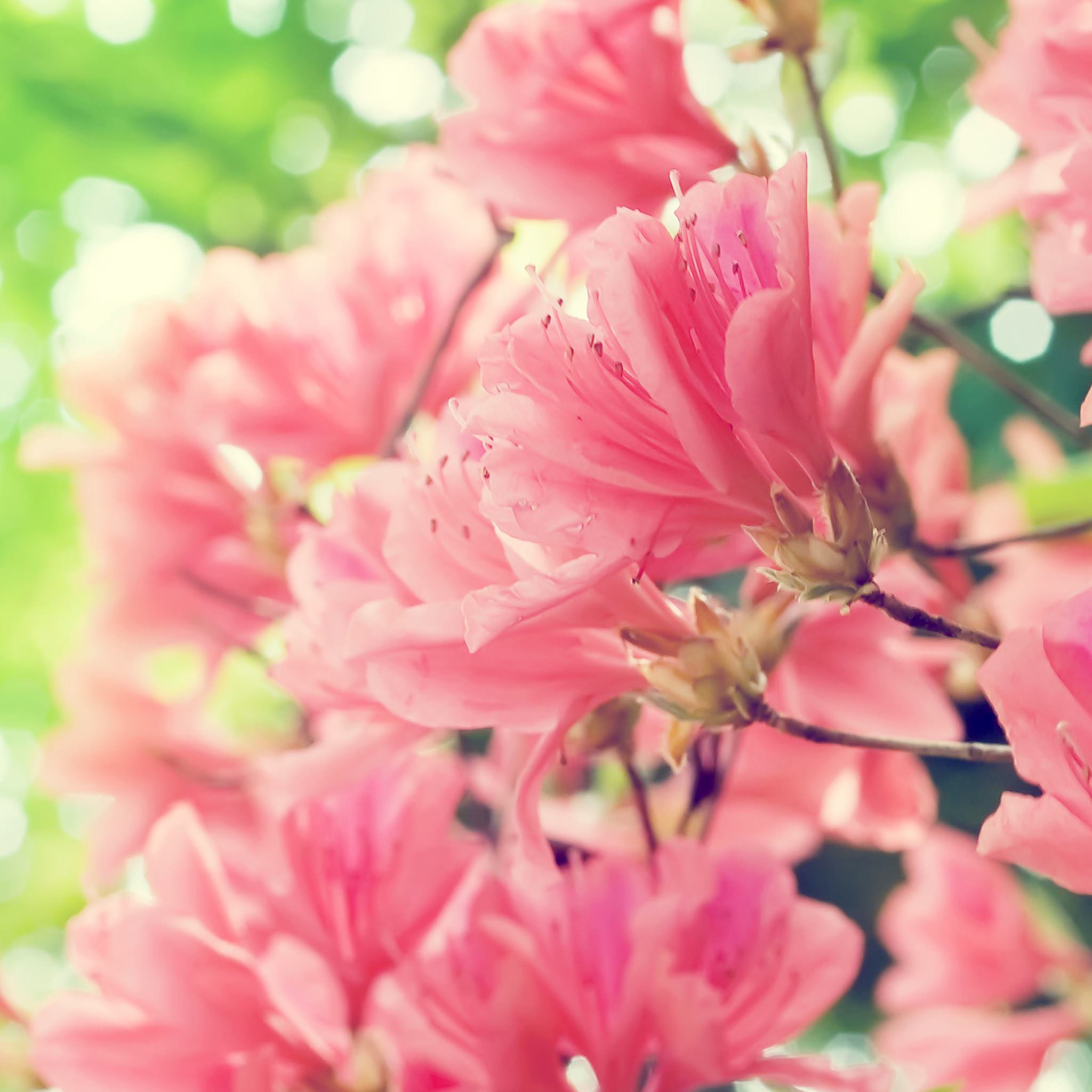 bunga merah muda alami | wallpaper.sc iPad Tablet