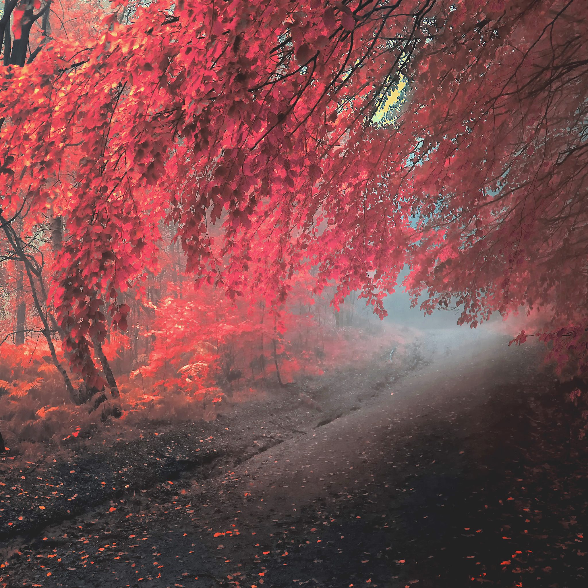 pemandangan merah kembang api | wallpaper.sc iPad Tablet