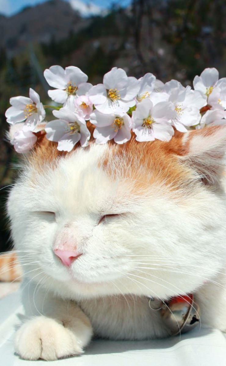 kucing putih | wallpaper.sc iPhone4s,4