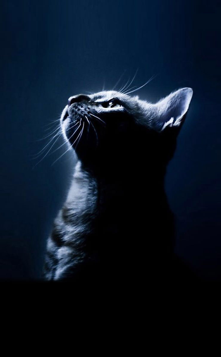 Kucing hitam | wallpaper.sc iPhone4s,4