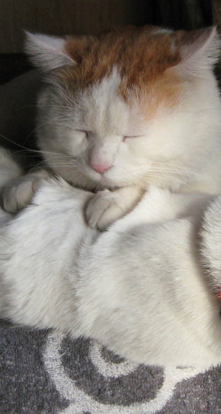 Kucing gemuk | wallpaper.sc iPhoneSE,5s