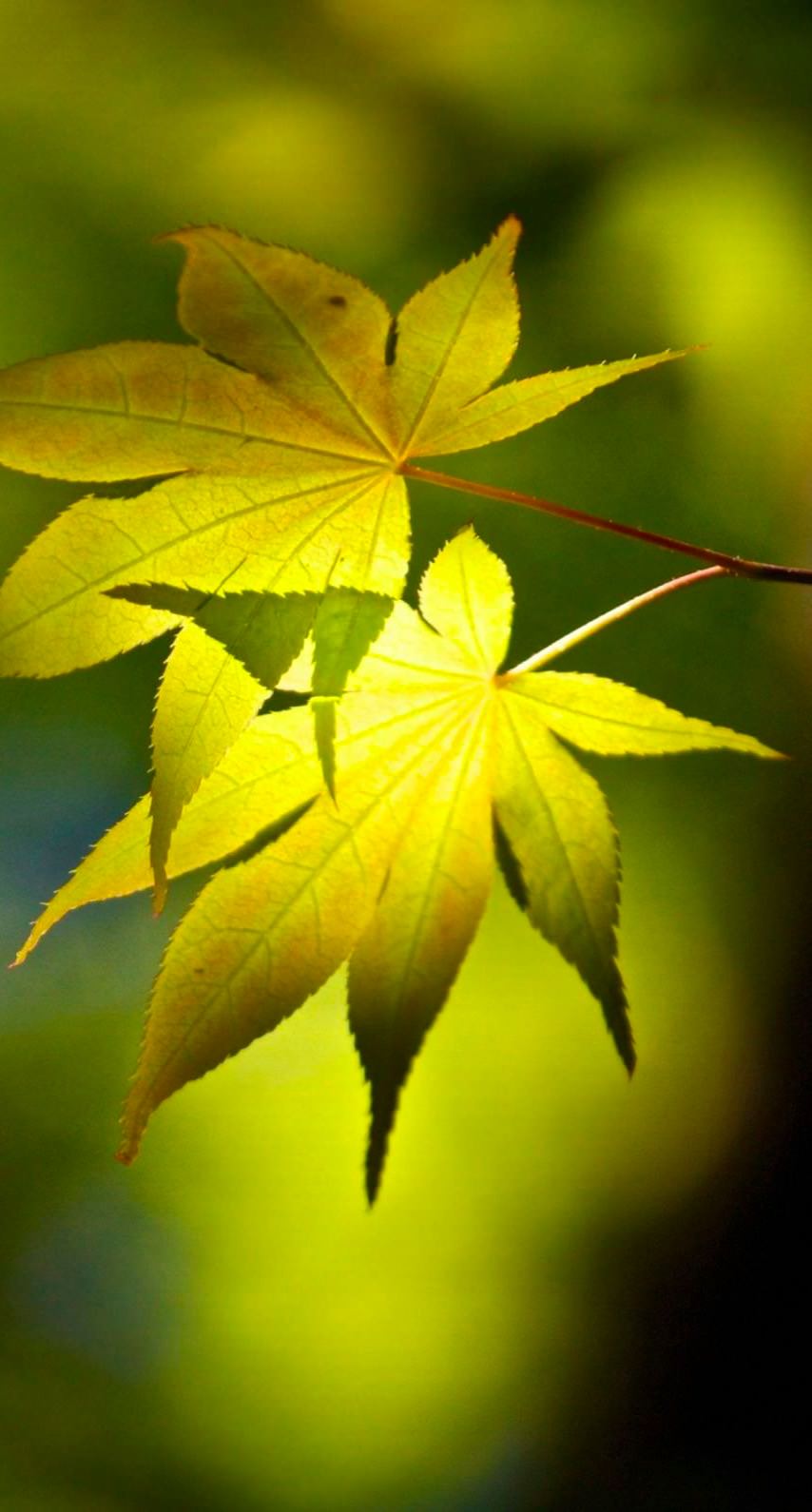 Hijau blur daun | wallpaper.sc iPhone6s