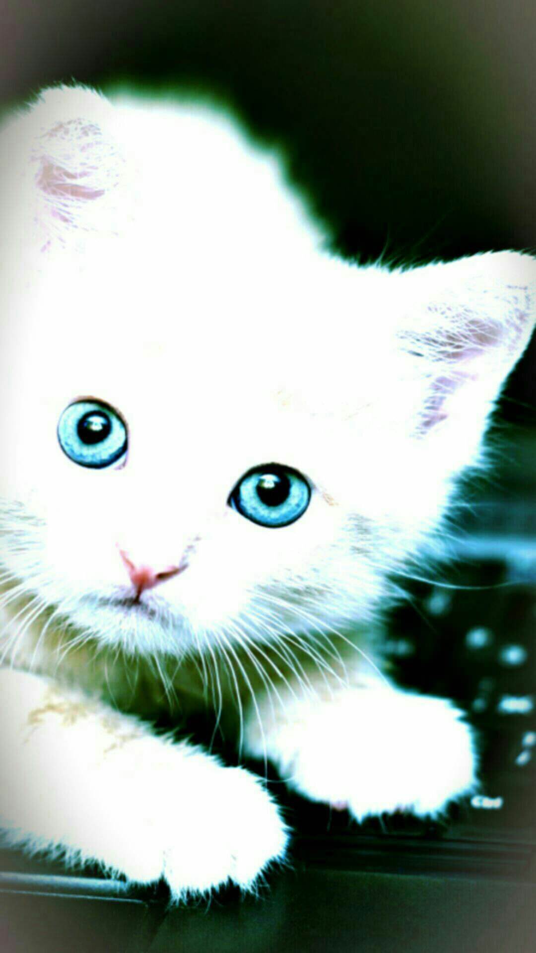 Kucing Putih Kucing | wallpaper.sc iPhone6sPlus