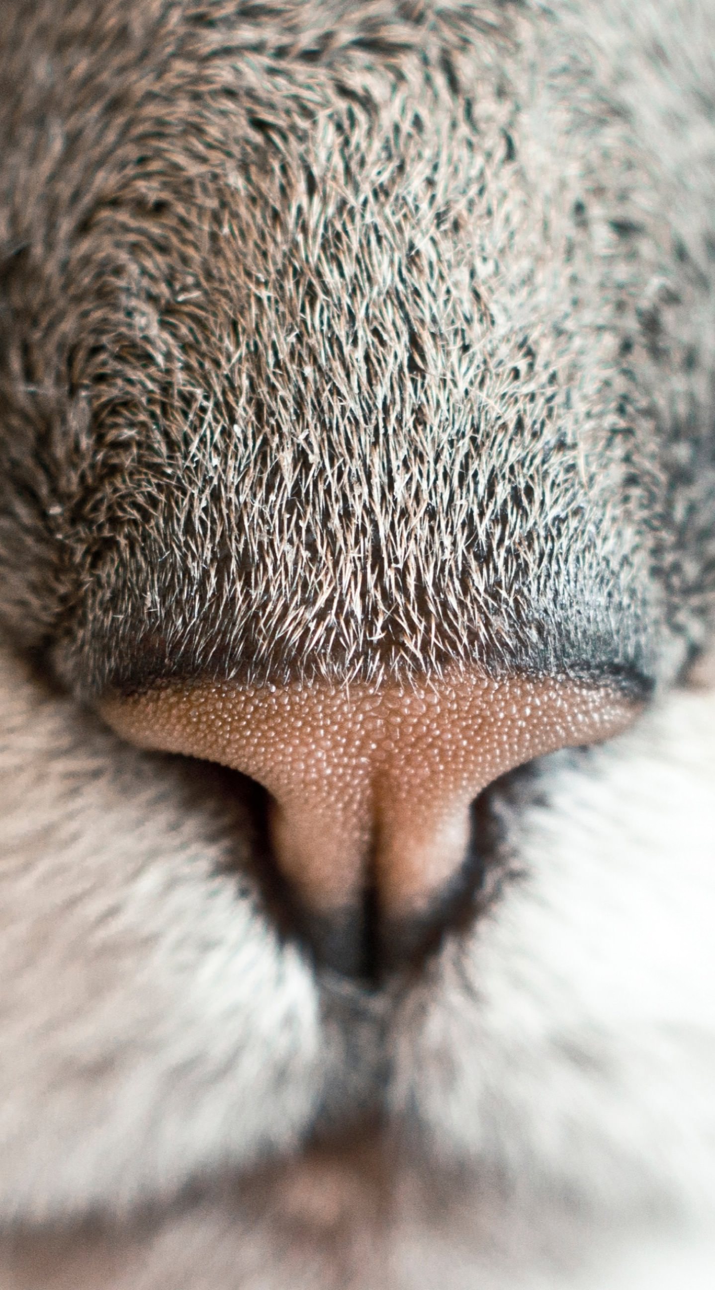 ﾠbunga kucing | wallpaper.sc iPhone6sPlus