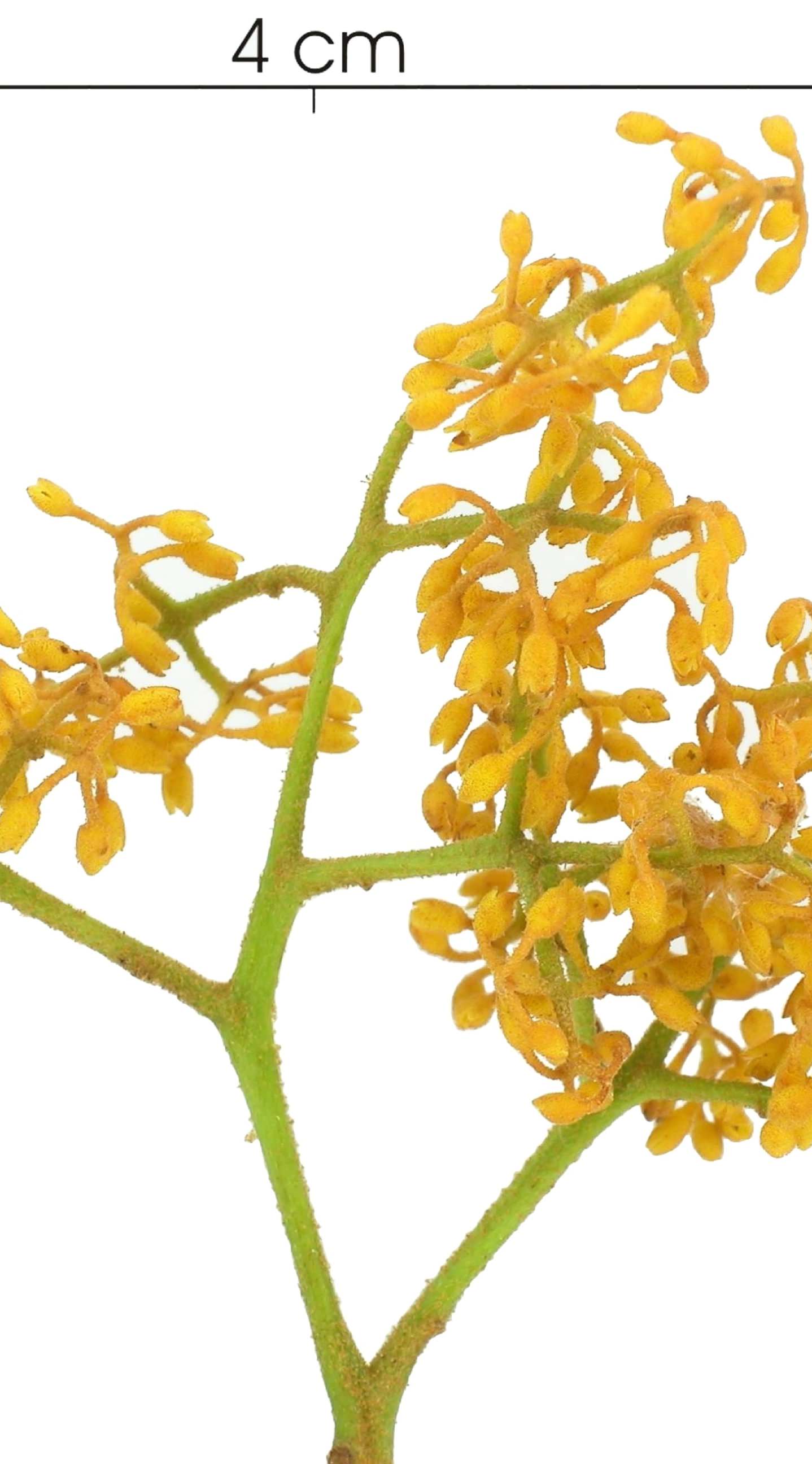 ﾠbunga kuning putih | wallpaper.sc iPhone6sPlus