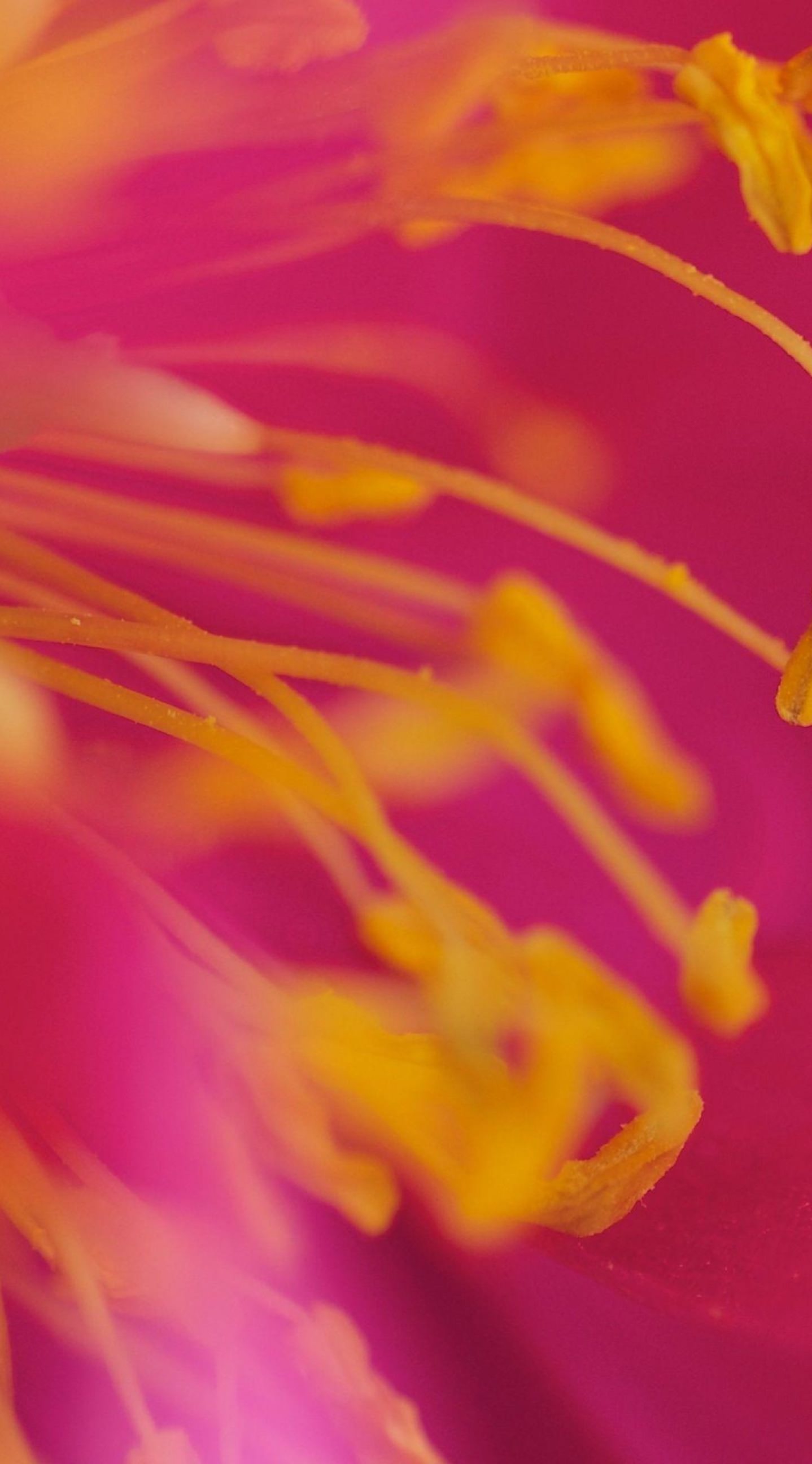 bunga merah Blur | wallpaper.sc iPhone6sPlus