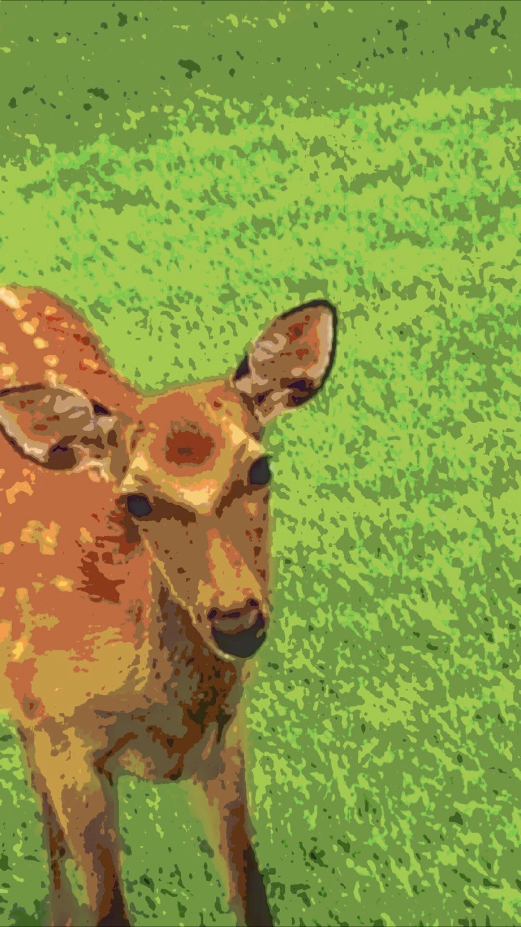 Hewan rusa | wallpaper.sc iPhone7