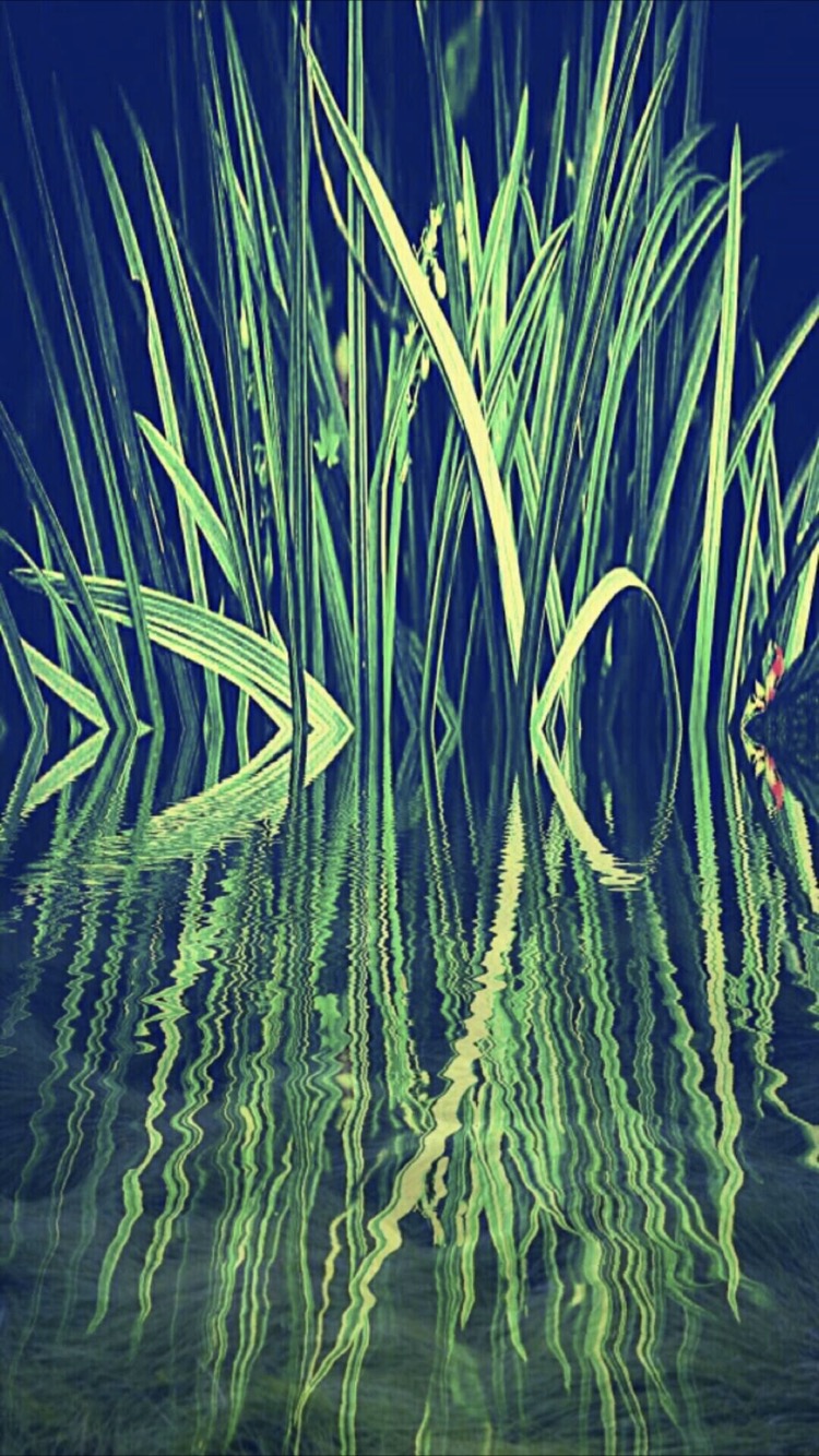 Reed hijau | wallpaper.sc iPhone7